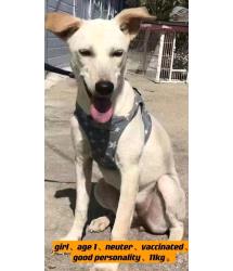 LAP Lifelong Animal Protection Charity