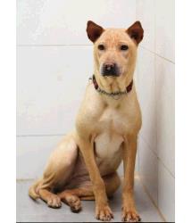 LAP Lifelong Animal Protection Charity