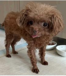 LAP Lifelong Animal Protection Charity