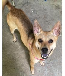 LAP Lifelong Animal Protection Charity