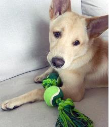 LAP Lifelong Animal Protection Charity