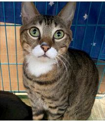 LAP Lifelong Animal Protection Charity