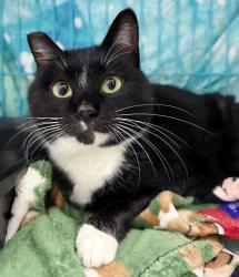 LAP Lifelong Animal Protection Charity