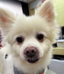 LAP Lifelong Animal Protection Charity